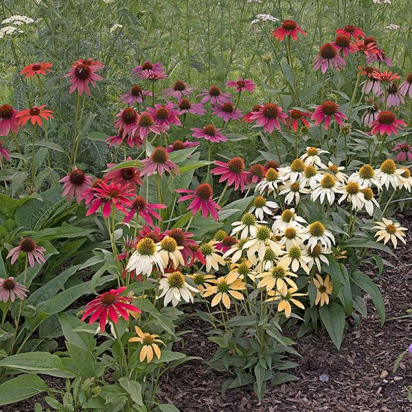 Encore Pollinator Garden | White Flower Farm