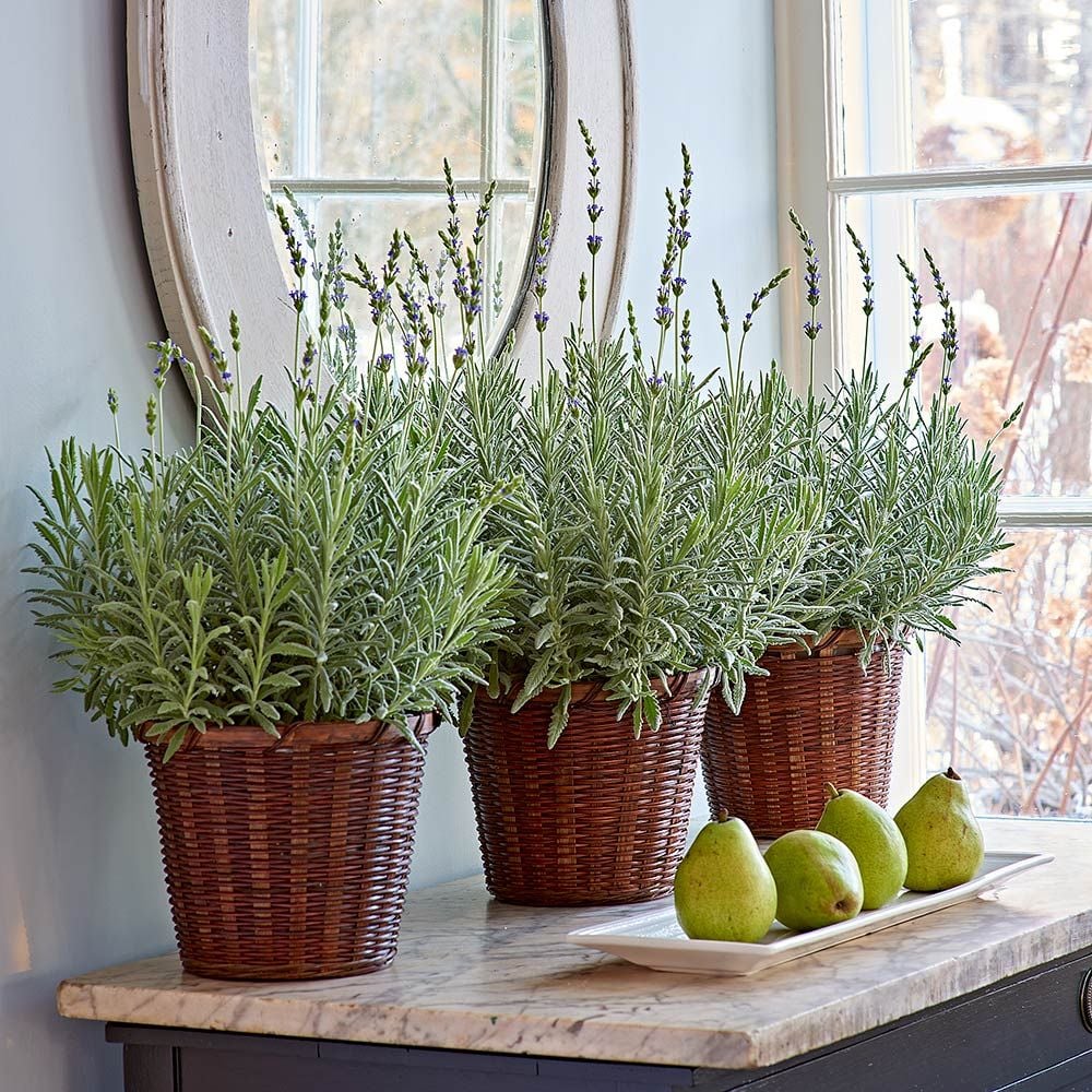 Lavender 'Goodwin Creek Grey' in Baskets to 3 Different Addresses ...