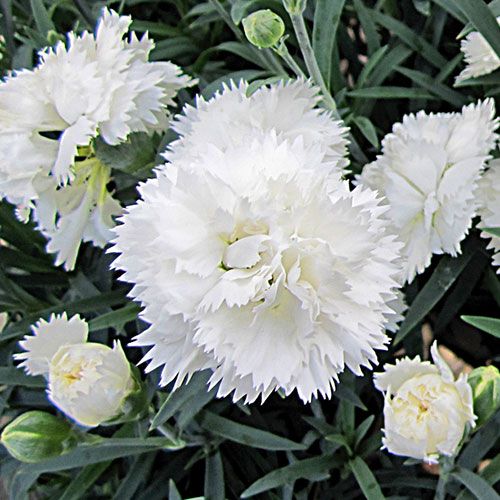 Dianthus Early Bird® Frosty | White Flower Farm