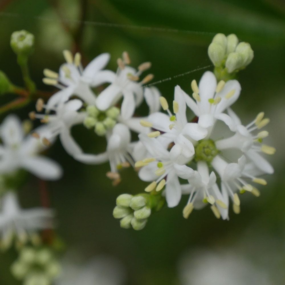 Heptacodium miconioides Temple of Bloom® | White Flower Farm