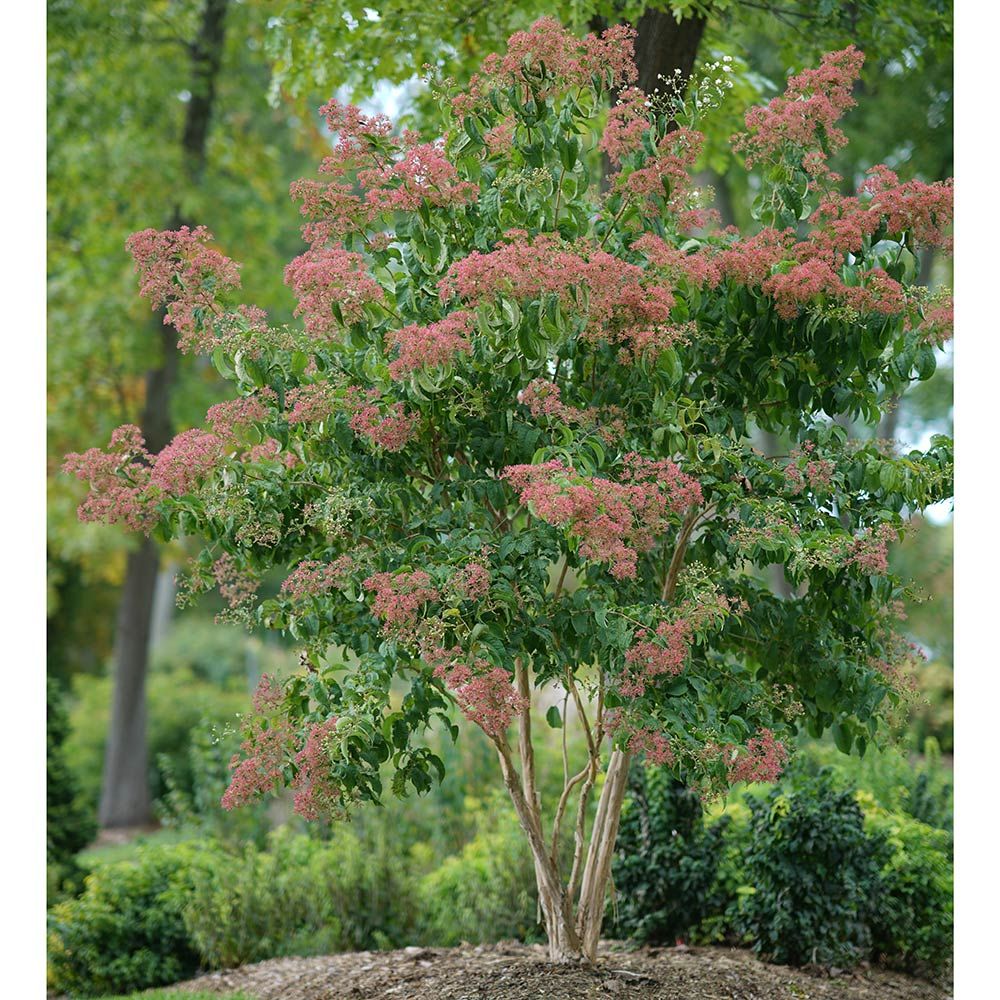 Heptacodium miconioides Temple of Bloom® | White Flower Farm