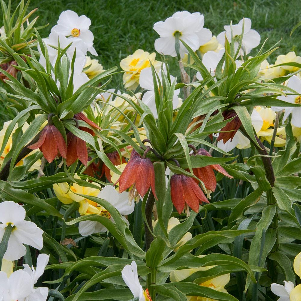 Fritillaria imperialis 'Rubra Maxima' | White Flower Farm