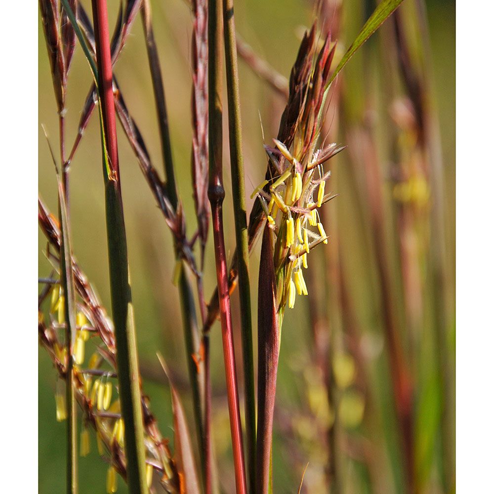 Andropogon gerardii | White Flower Farm