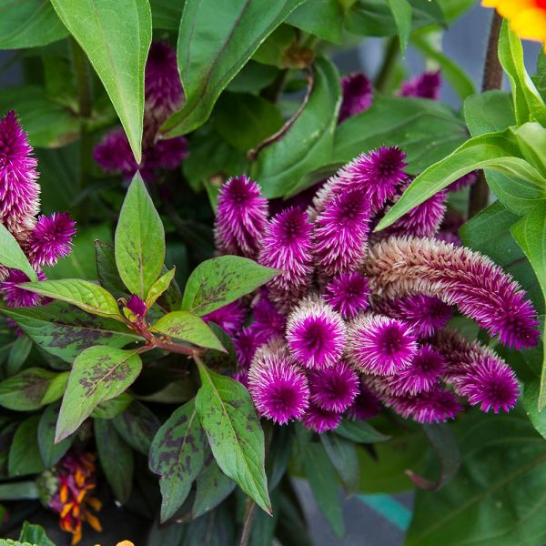 Celosia argentea Intenz Classic™ | White Flower Farm