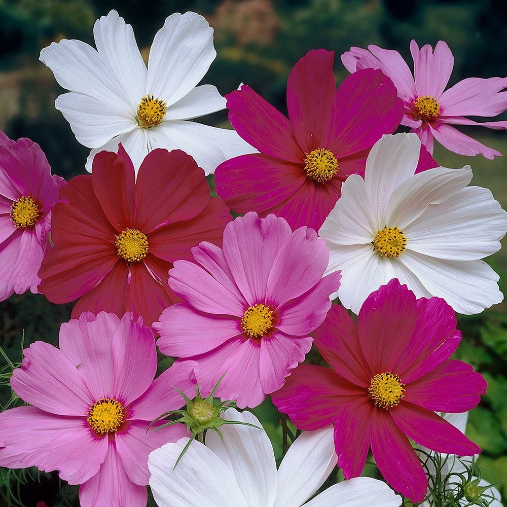 Cosmos bipinnatus Versailles Mix | White Flower Farm