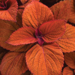 Coleus Garnet Robe | White Flower Farm