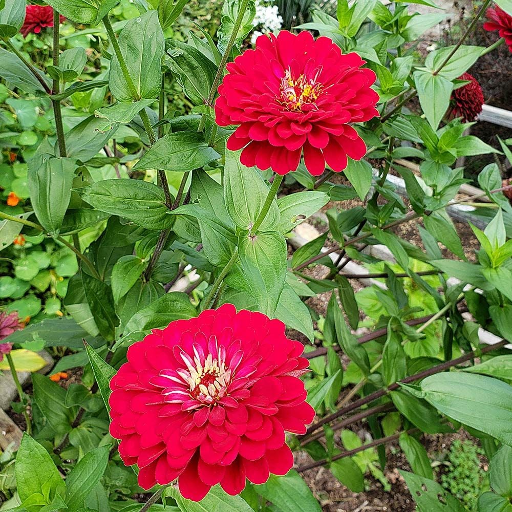 Zinnia elegans Benarys Giant Wine | White Flower Farm