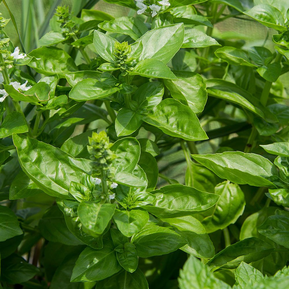 Basil 'Dolce Fresca' | White Flower Farm