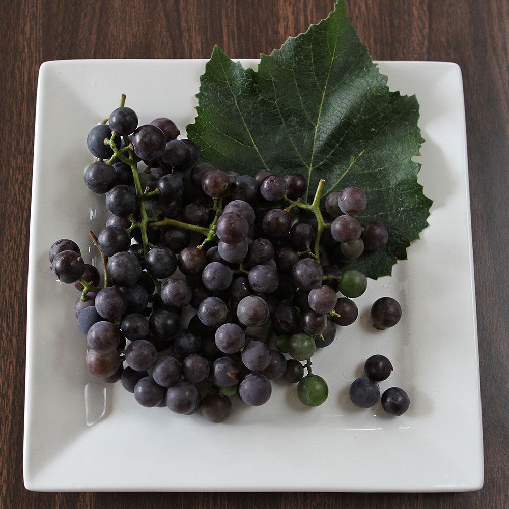 Grape: Vitis labrusca 'Concord Seedless' | White Flower Farm Grape: Vitis labrusca 'Concord Seedless' | White Flower Farm