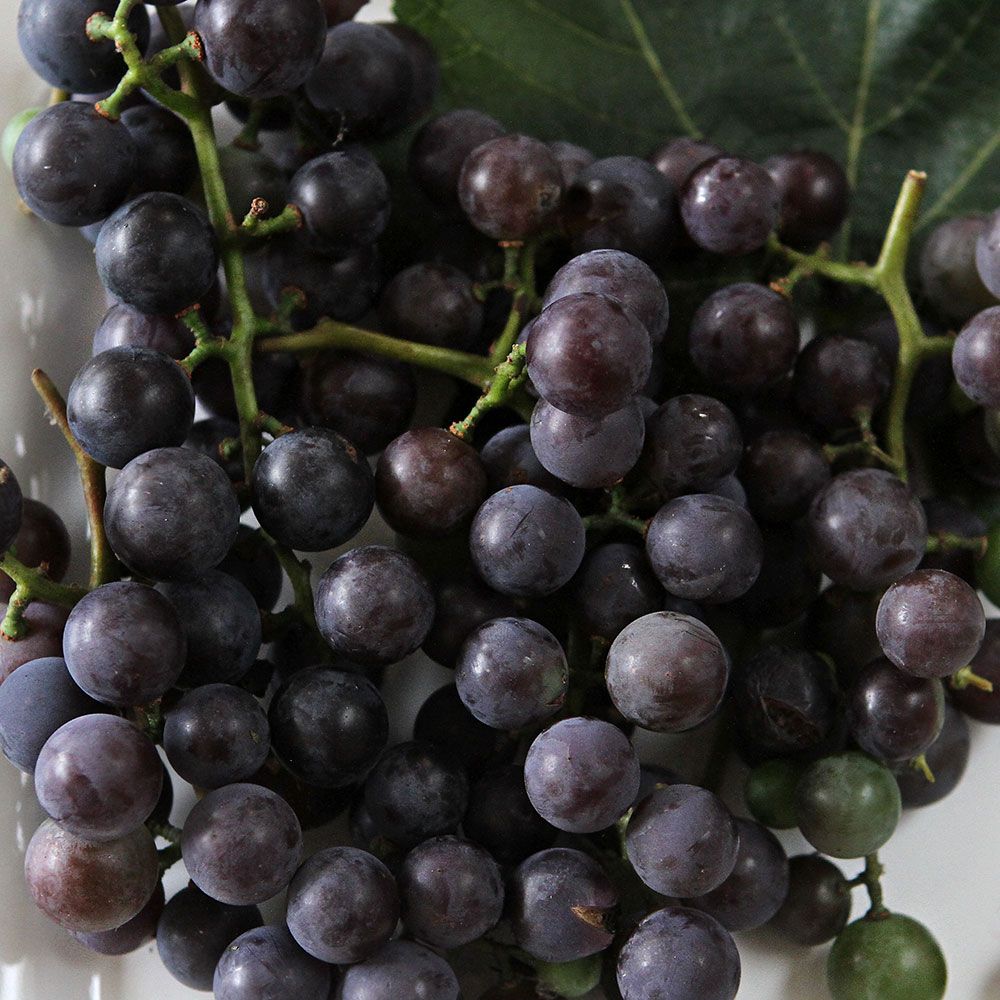 Grape: Vitis labrusca 'Concord Seedless' | White Flower Farm Grape: Vitis labrusca 'Concord Seedless' | White Flower Farm