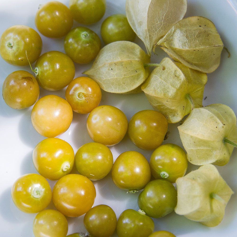 Ground Cherry: Physalis pruinosa | White Flower Farm