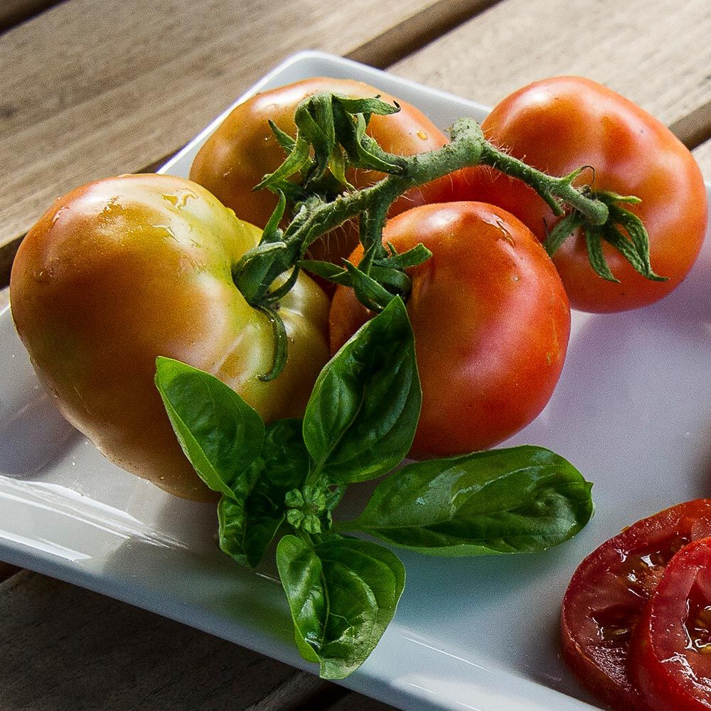 Tomato 'Madame Marmande' | White Flower Farm