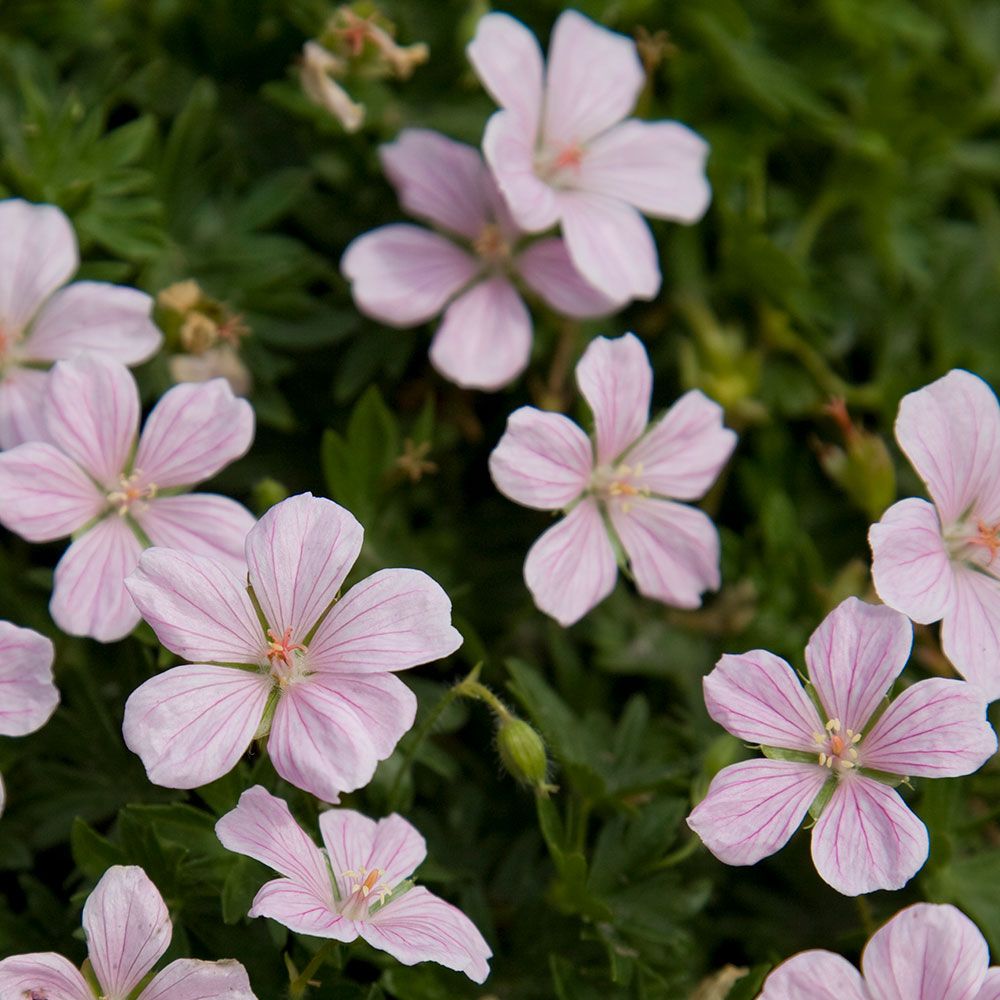 Geranium sanguineum 'Pink Pouffe' | White Flower Farm
