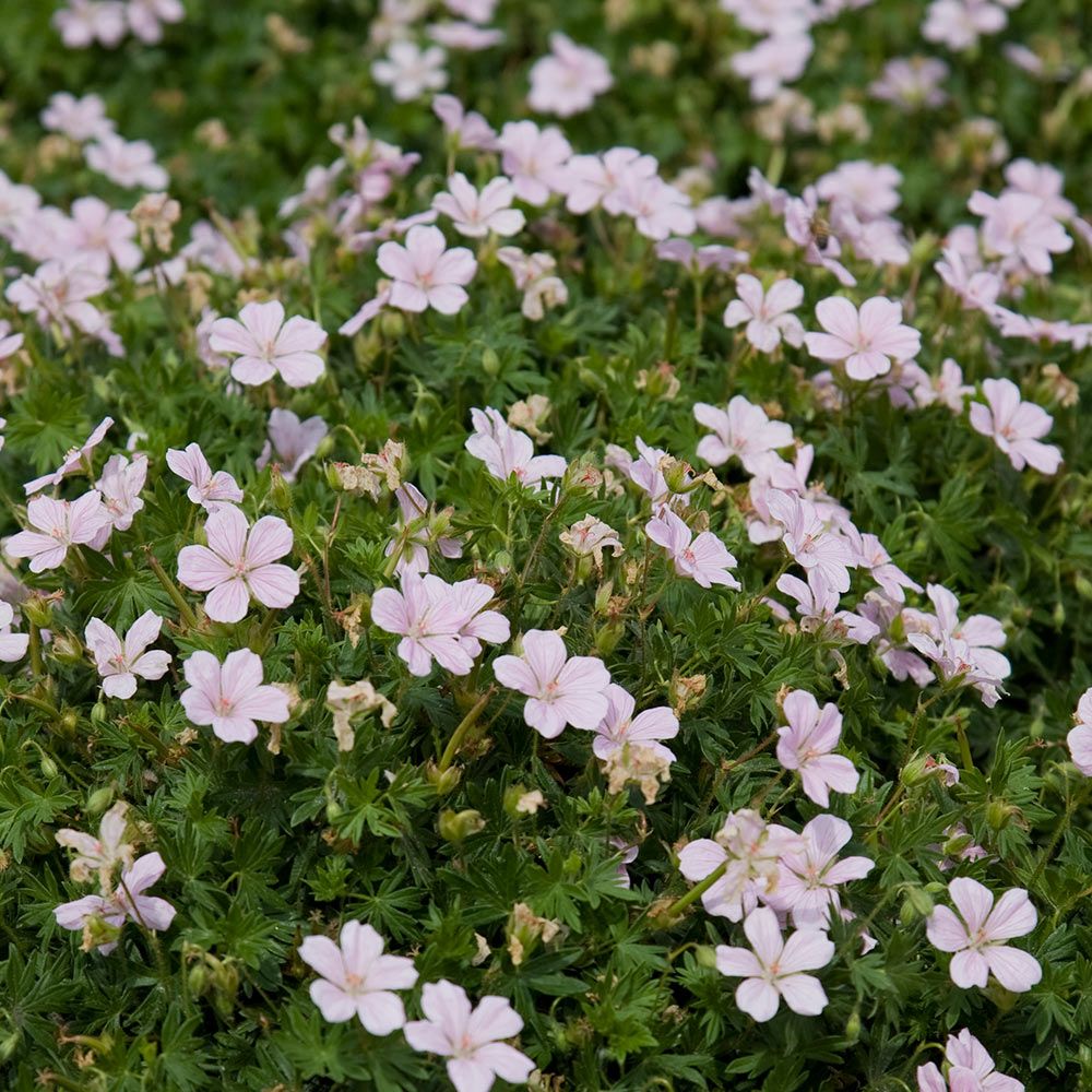 Geranium sanguineum 'Pink Pouffe' | White Flower Farm