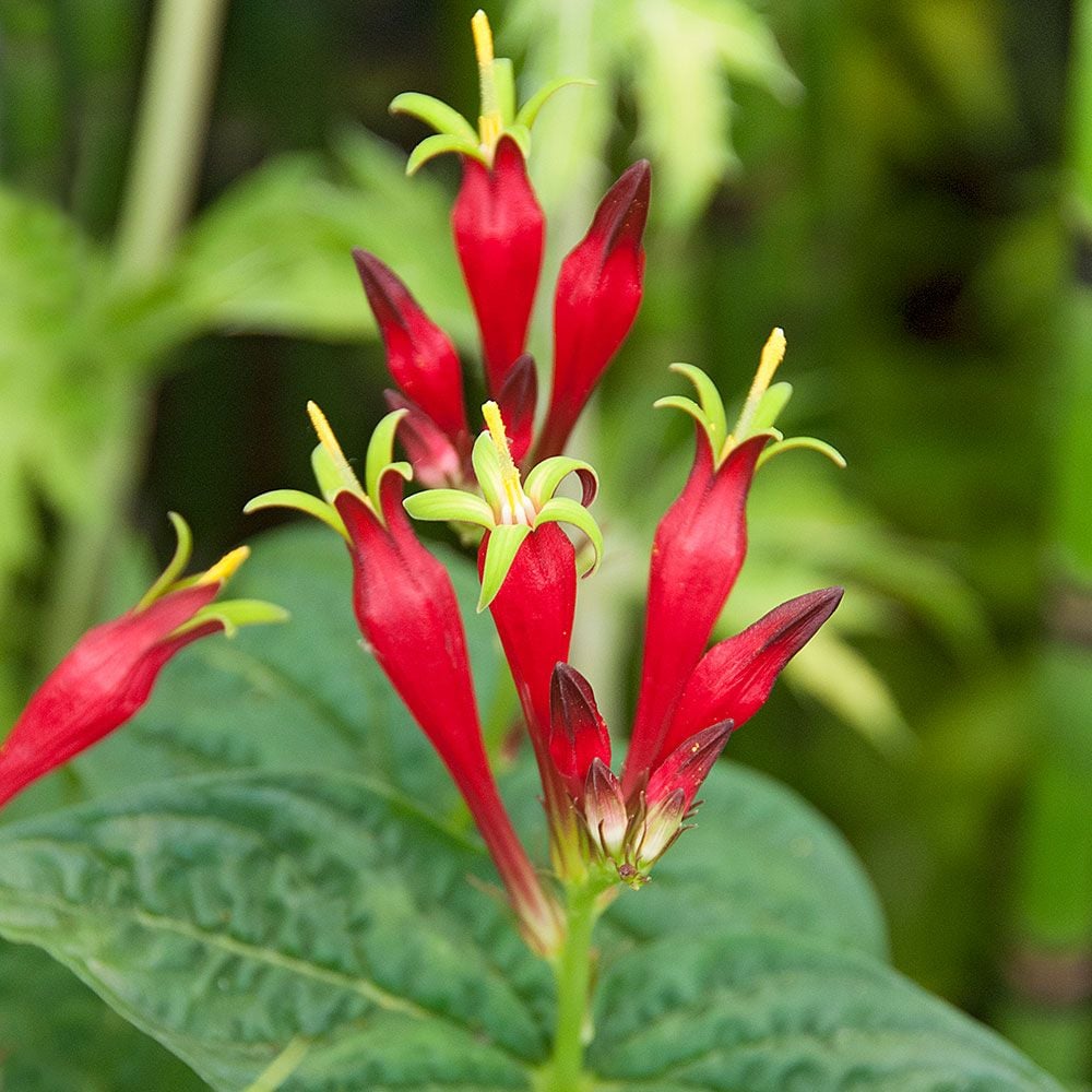 Spigelia marilandica | White Flower Farm