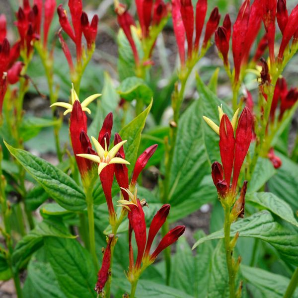 Spigelia marilandica | White Flower Farm