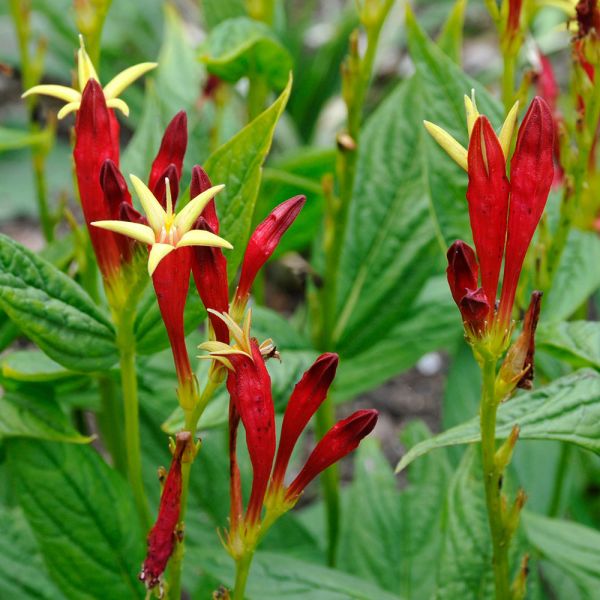 Spigelia marilandica | White Flower Farm