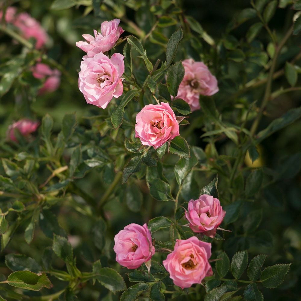 Rose Oso Easy® Petit Pink | White Flower Farm