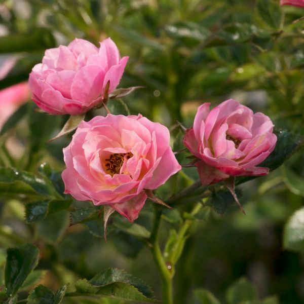 Rose Oso Easy® Petit Pink | White Flower Farm