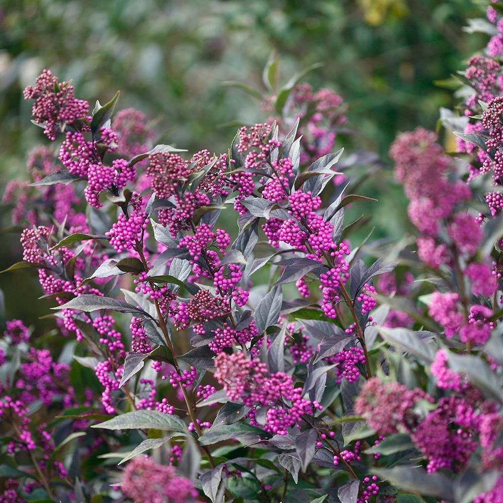 Callicarpa Pearl Glam® | White Flower Farm