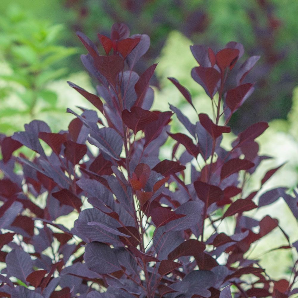 Cotinus coggygria Winecraft Black® | White Flower Farm