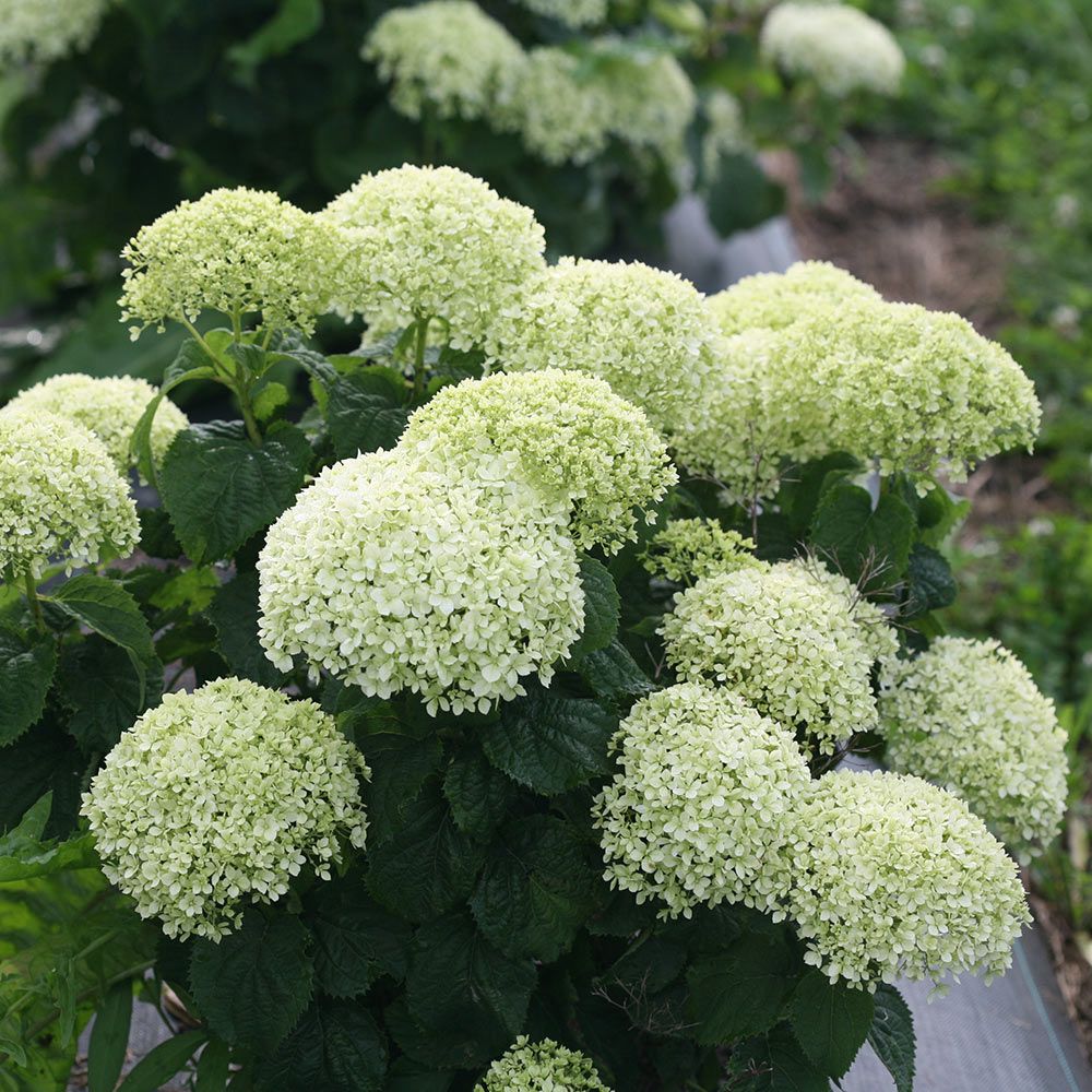Hydrangea arborescens Invincibelle Limetta® | White Flower Farm