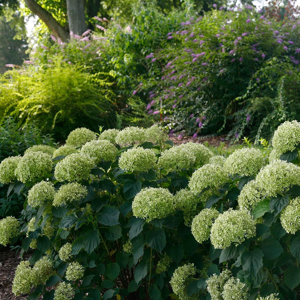 Hydrangea arborescens Invincibelle Limetta® | White Flower Farm