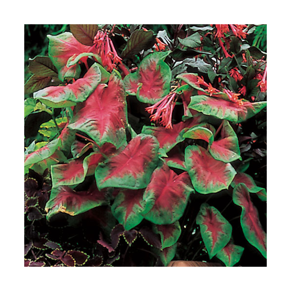 Caladium 'Freida Hemple' | White Flower Farm