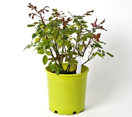 Rose Easy Spirit™ | White Flower Farm