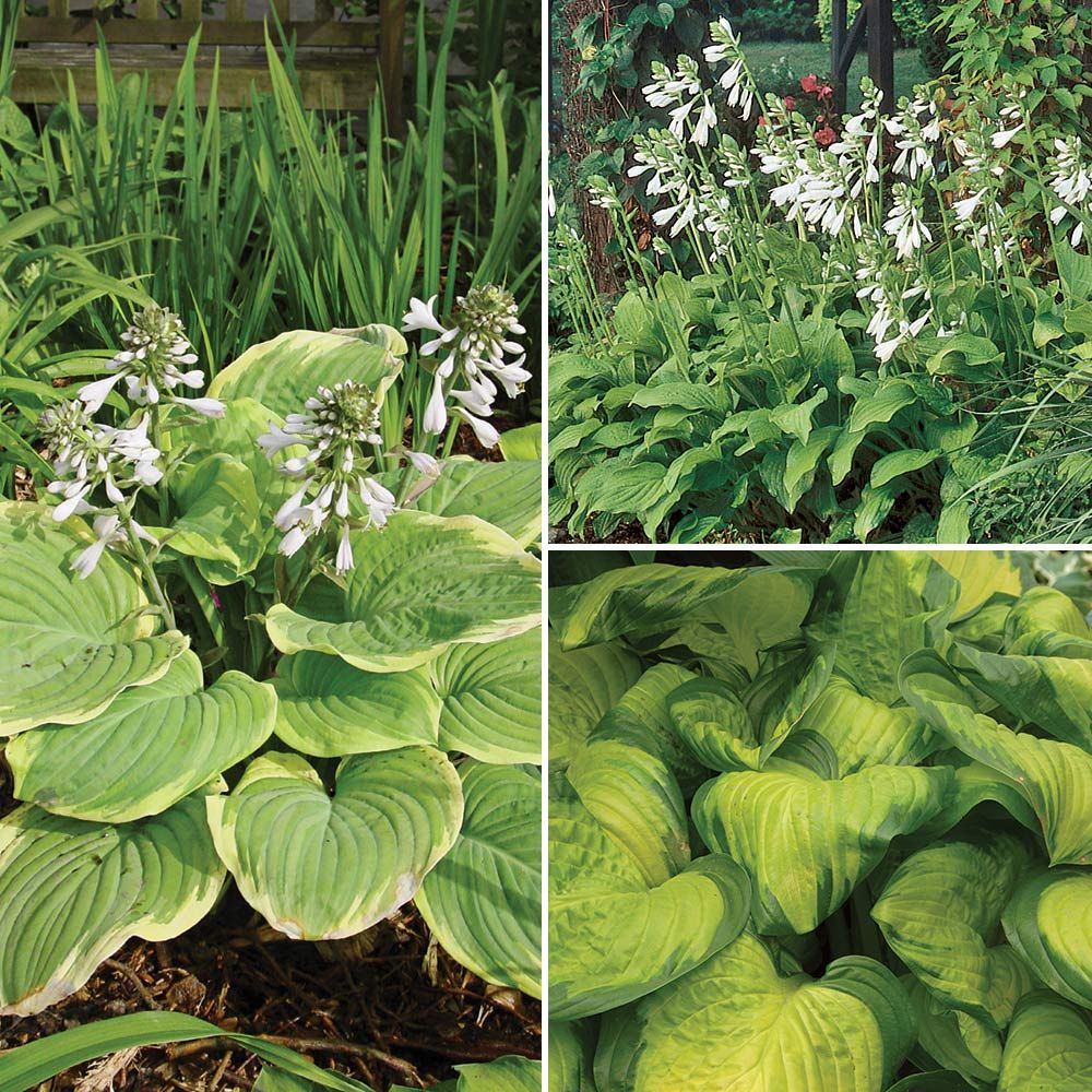 Fragrant Hosta Collection | White Flower Farm Fragrant Hosta Collection | White Flower Farm