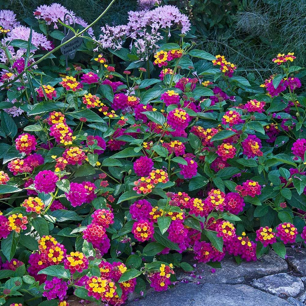Lantana camara Landmark™ Rose Sunrise | White Flower Farm