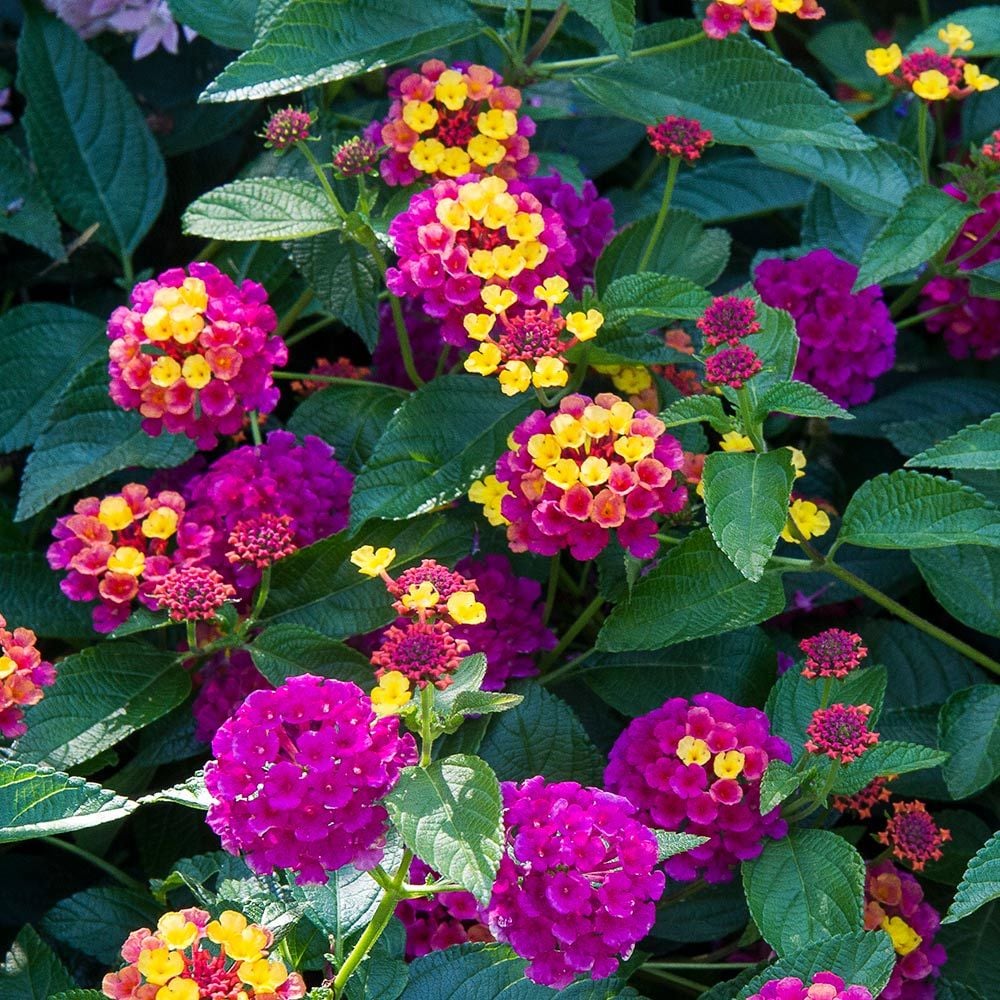 Lantana camara Landmark™ Rose Sunrise | White Flower Farm