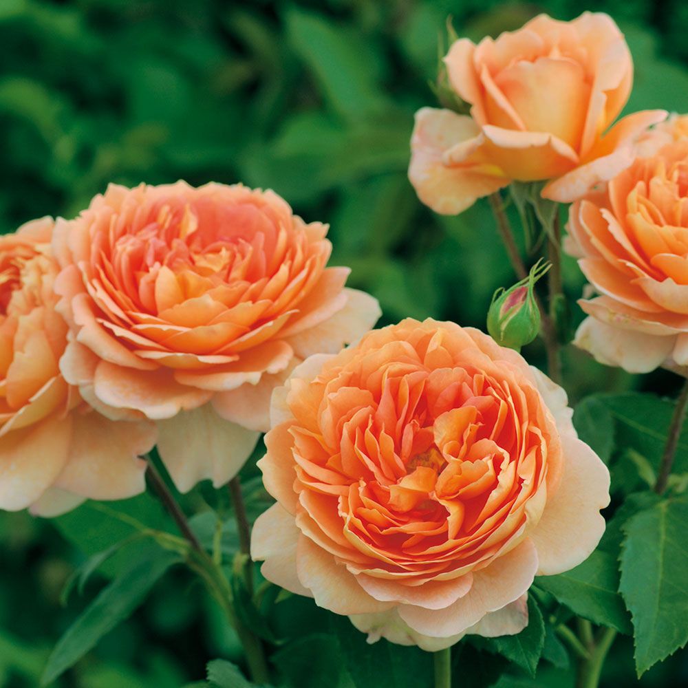 Rose Carding Mill® | White Flower Farm