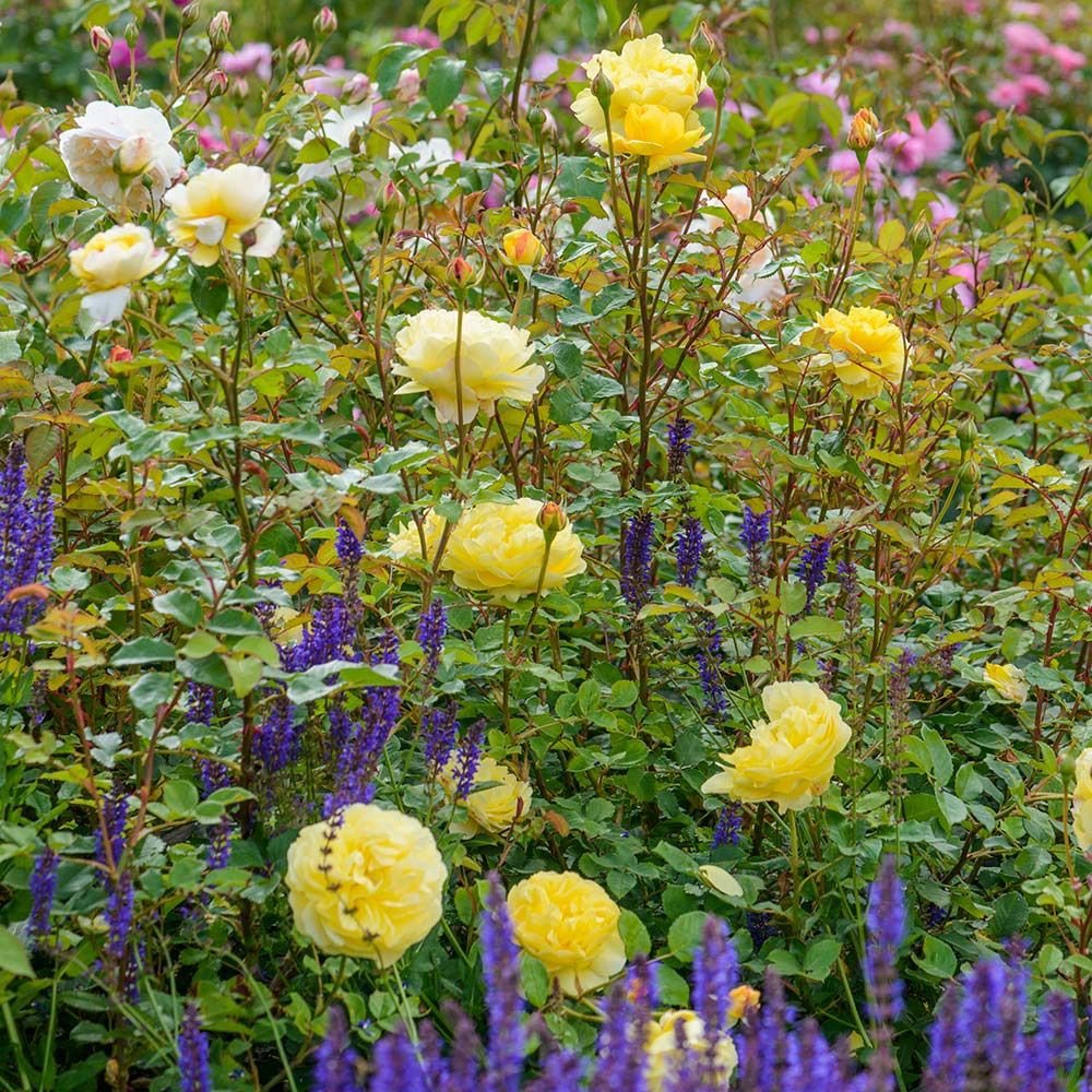 Rose The Poet's Wife | White Flower Farm