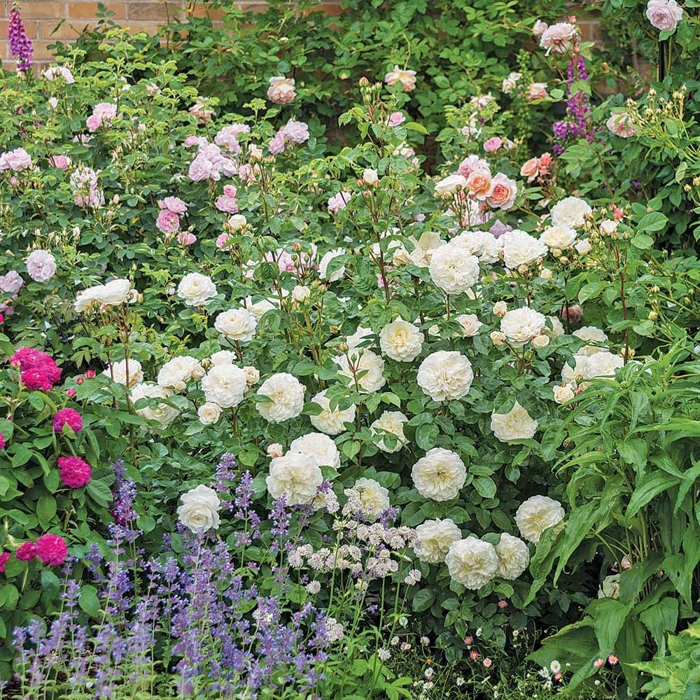 Rose Tranquility™ | White Flower Farm