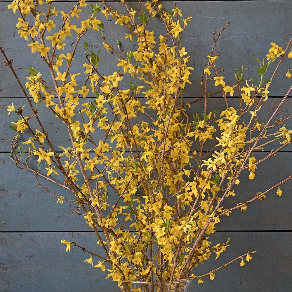 Forsythia Flowering Branches | White Flower Farm