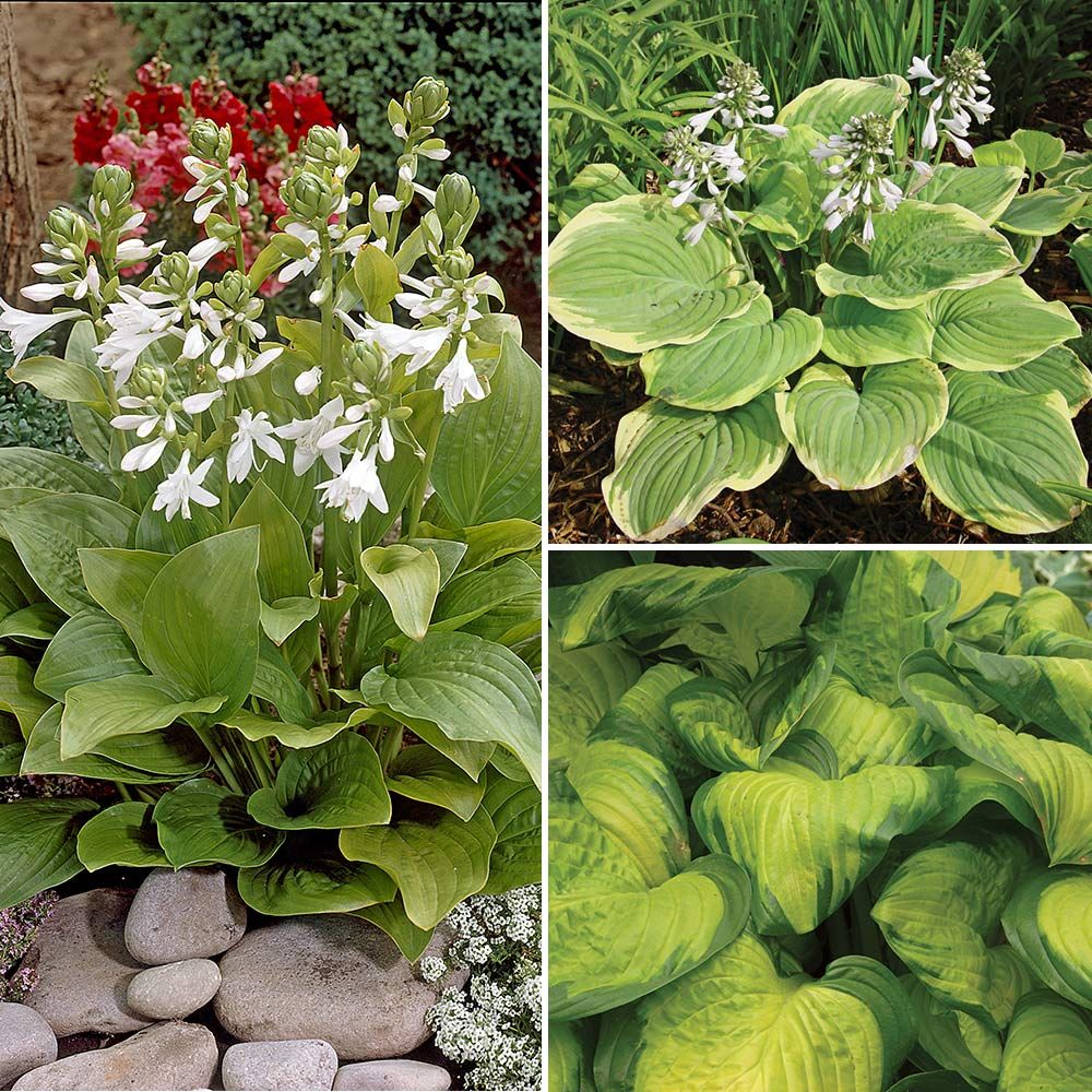Fragrant Hosta Collection | White Flower Farm Fragrant Hosta Collection | White Flower Farm