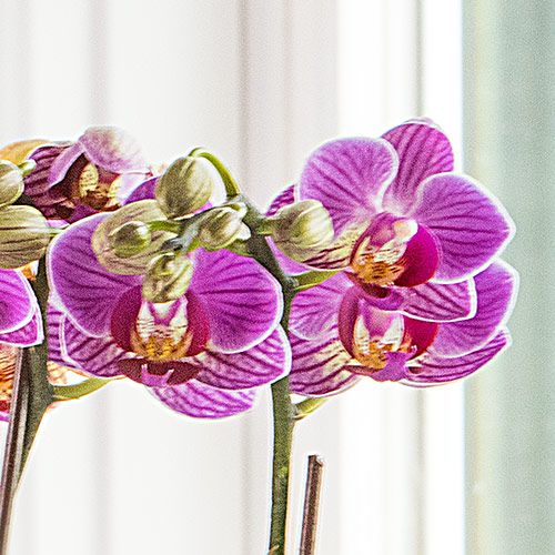 Purple-and-white Mini Moth Orchids in ceramic cachepot | White Flower Farm