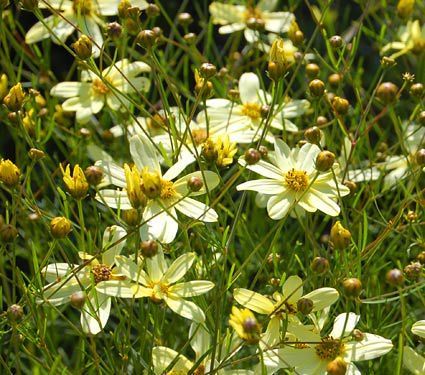 Coreopsis (Tickseed) Flowers | White Flower Farm