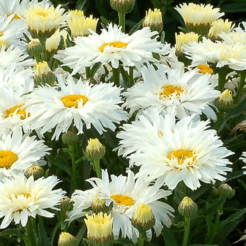 Leucanthemum | White Flower Farm