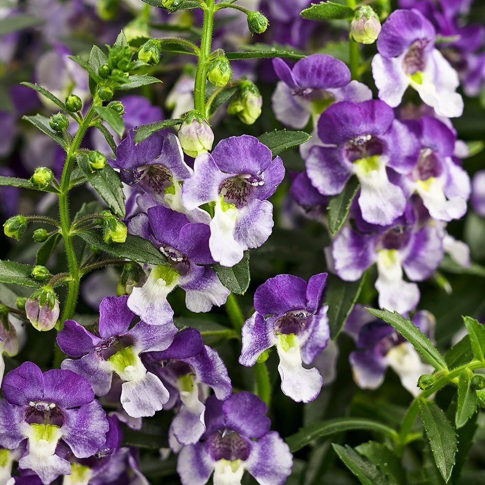 Angelonia angustifolia Angelface® Wedgwood Blue | White Flower Farm
