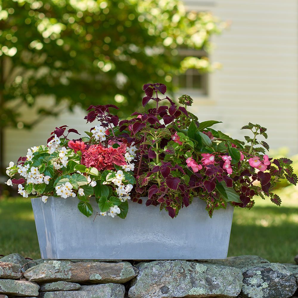 All Annual Container Designs | White Flower Farm