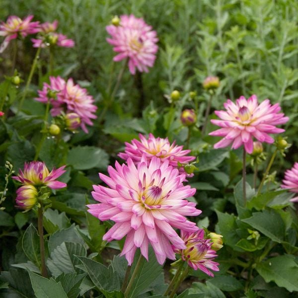 Dahlia 'XXL Aztec Veracruz' | White Flower Farm