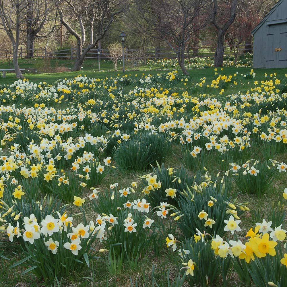 Professional's Naturalizing Daffodil Mix | White Flower Farm