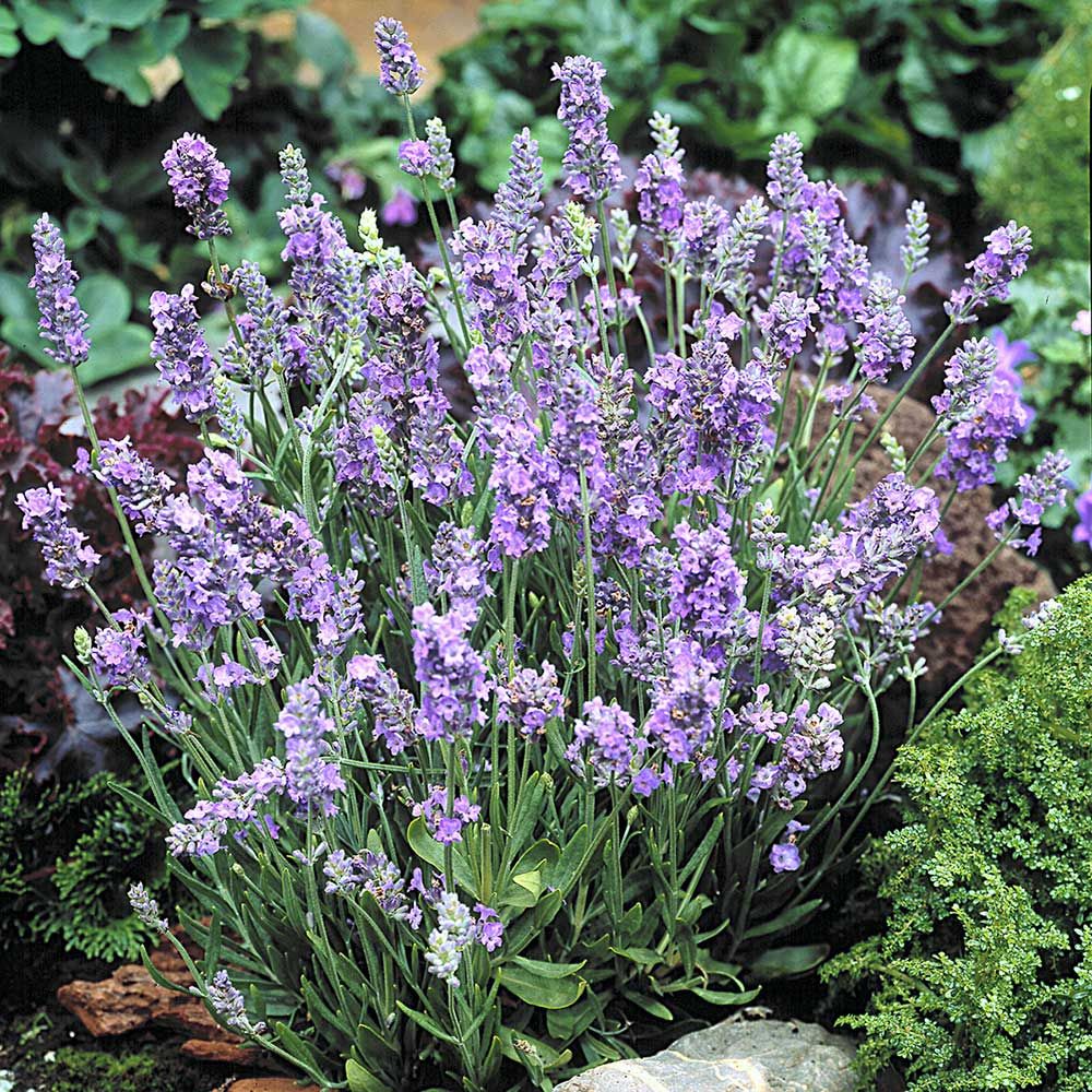 Lavandula angustifolia (Lavender)| White Flower Farm