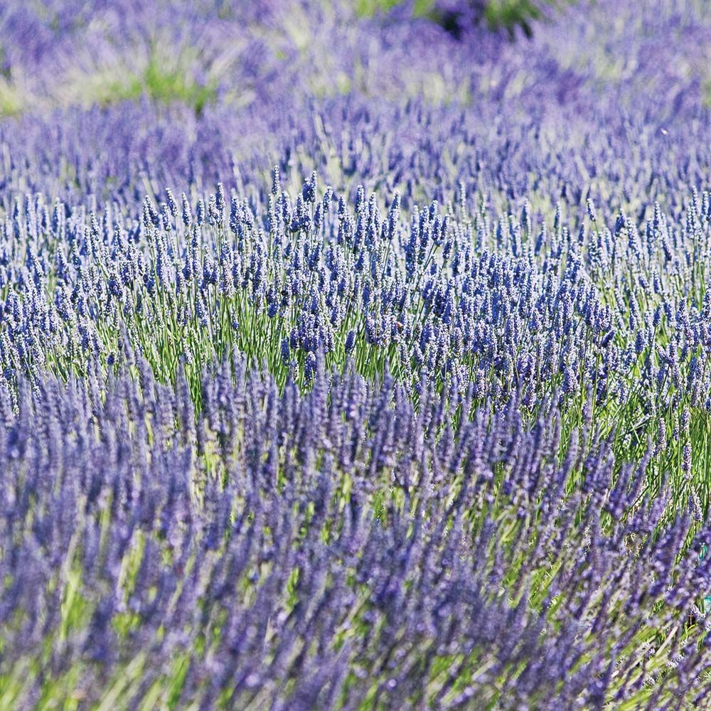 Lavandula x intermedia (Lavender) 'Provence' | White Flower Farm