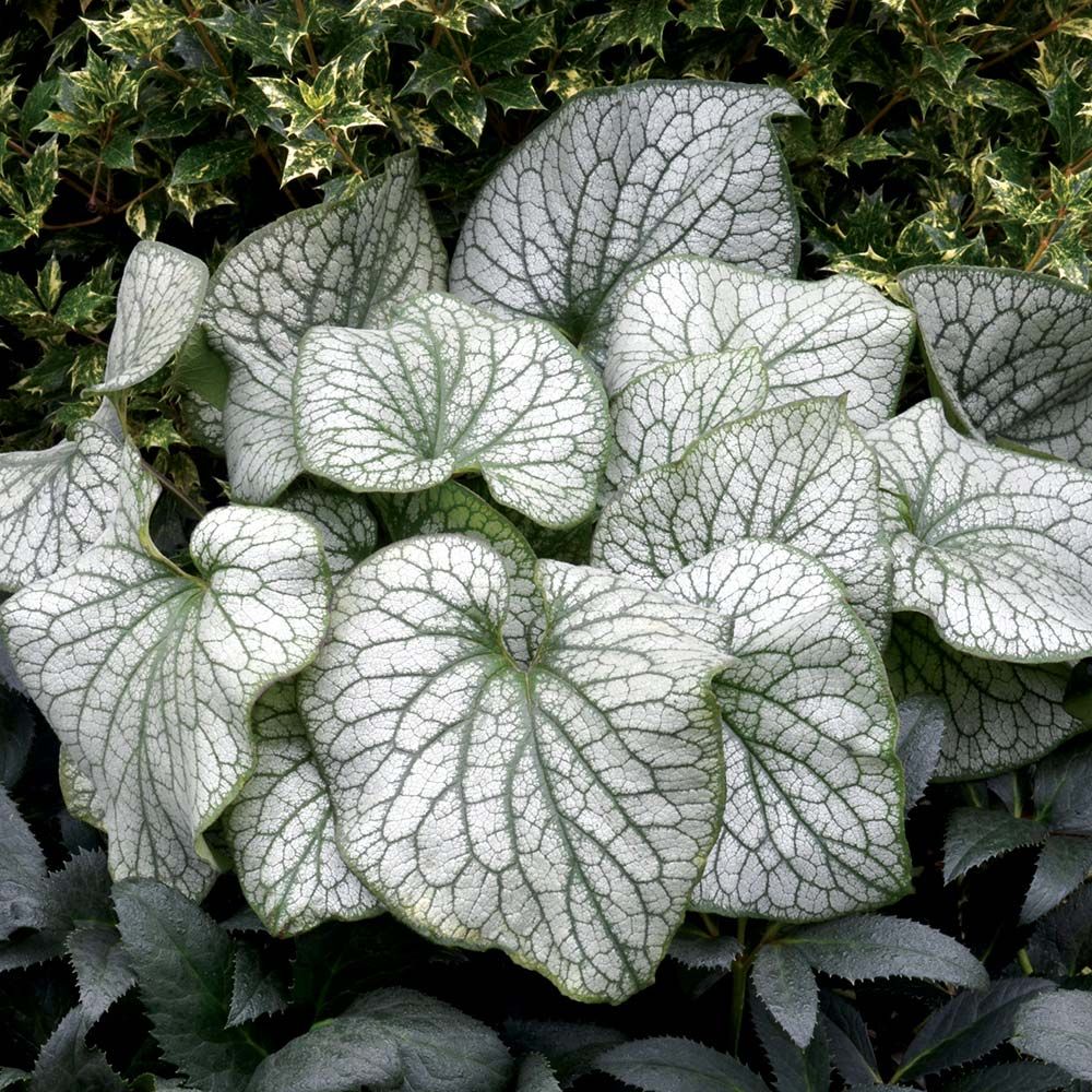 Brunnera macrophylla 'Alexander's Great' | White Flower Farm