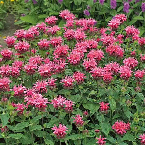 Monarda didyma 'Pink Lace' | White Flower Farm