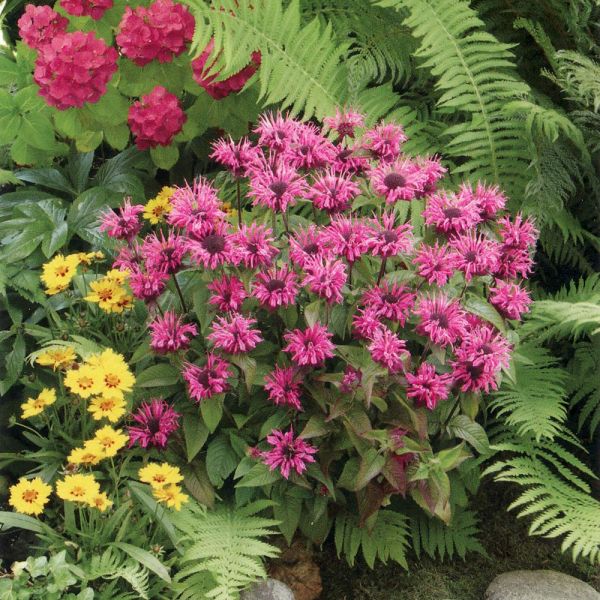 Monarda didyma 'Pink Lace' | White Flower Farm