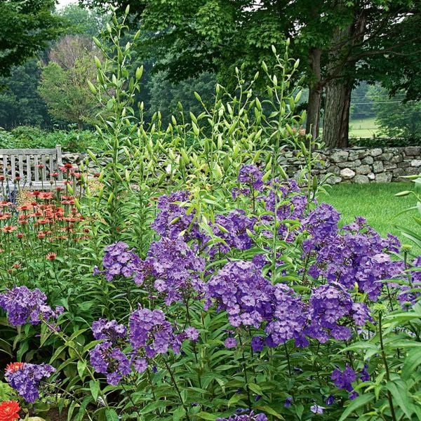 Phlox paniculata 'Blue Paradise' | White Flower Farm